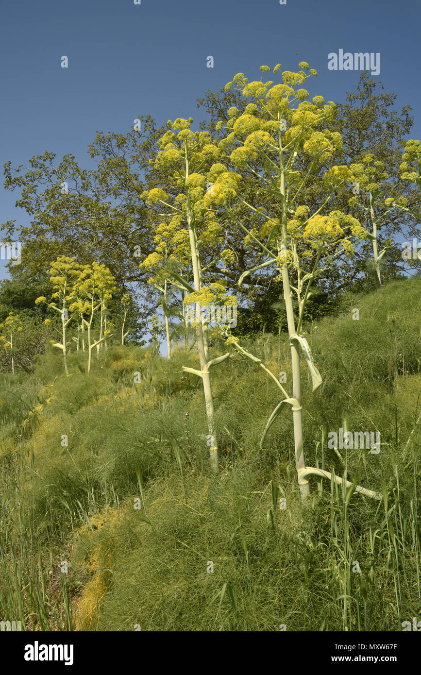 Ferula hi-res stock photography and images - Alamy