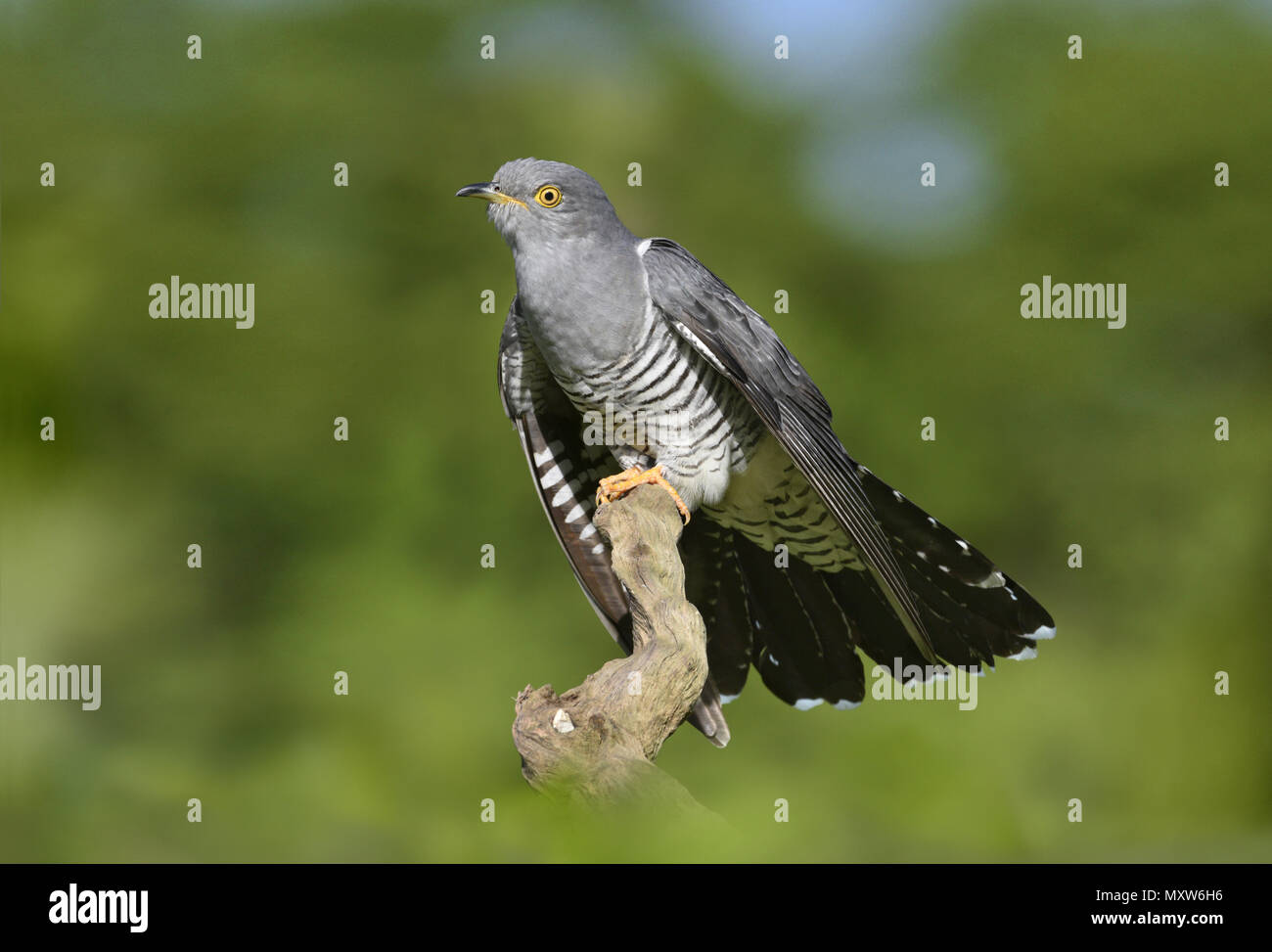 Cuckoo - Cuculus canorus Stock Photo - Alamy