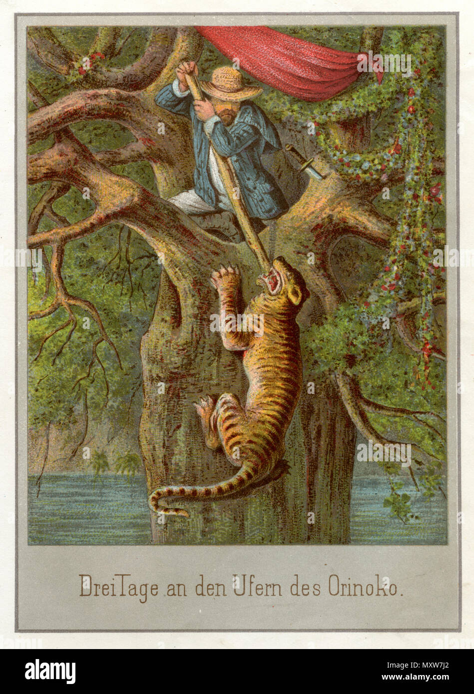 Tiger attacking man hi-res stock photography and images - Alamy