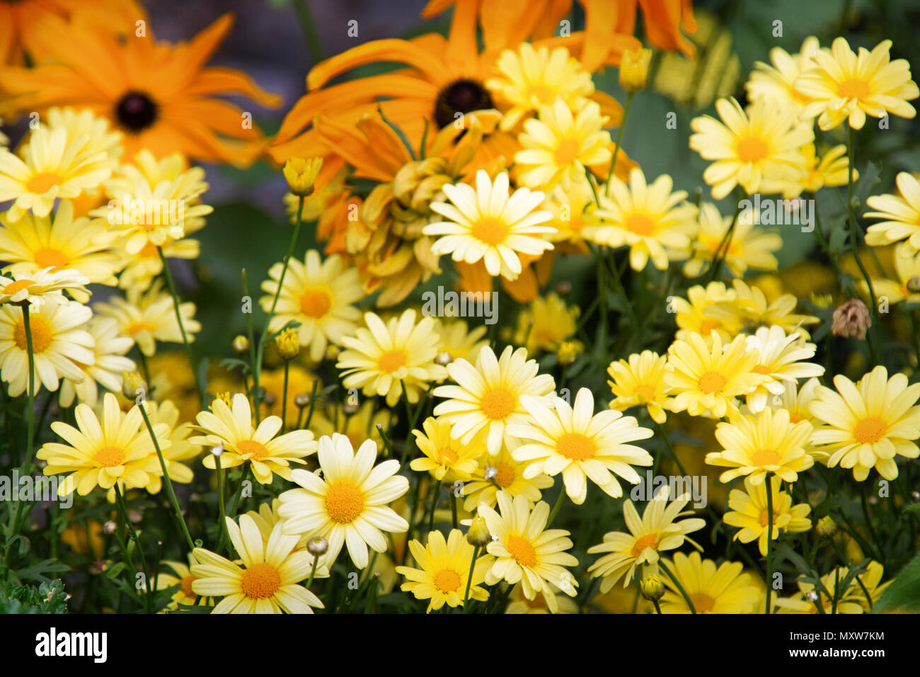 Arctic daisy hi-res stock photography and images - Alamy