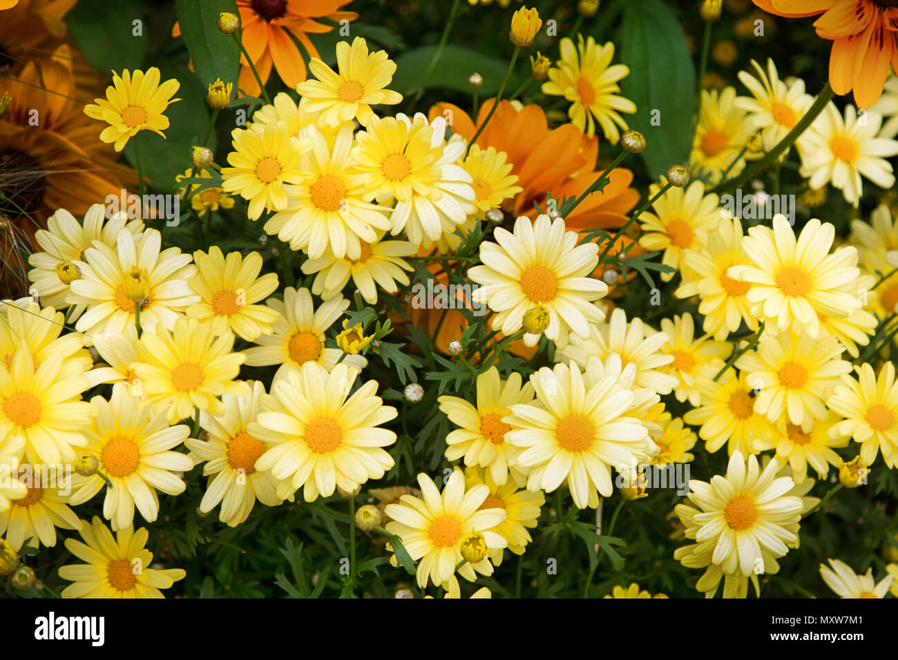 Arctic daisy hi-res stock photography and images - Alamy