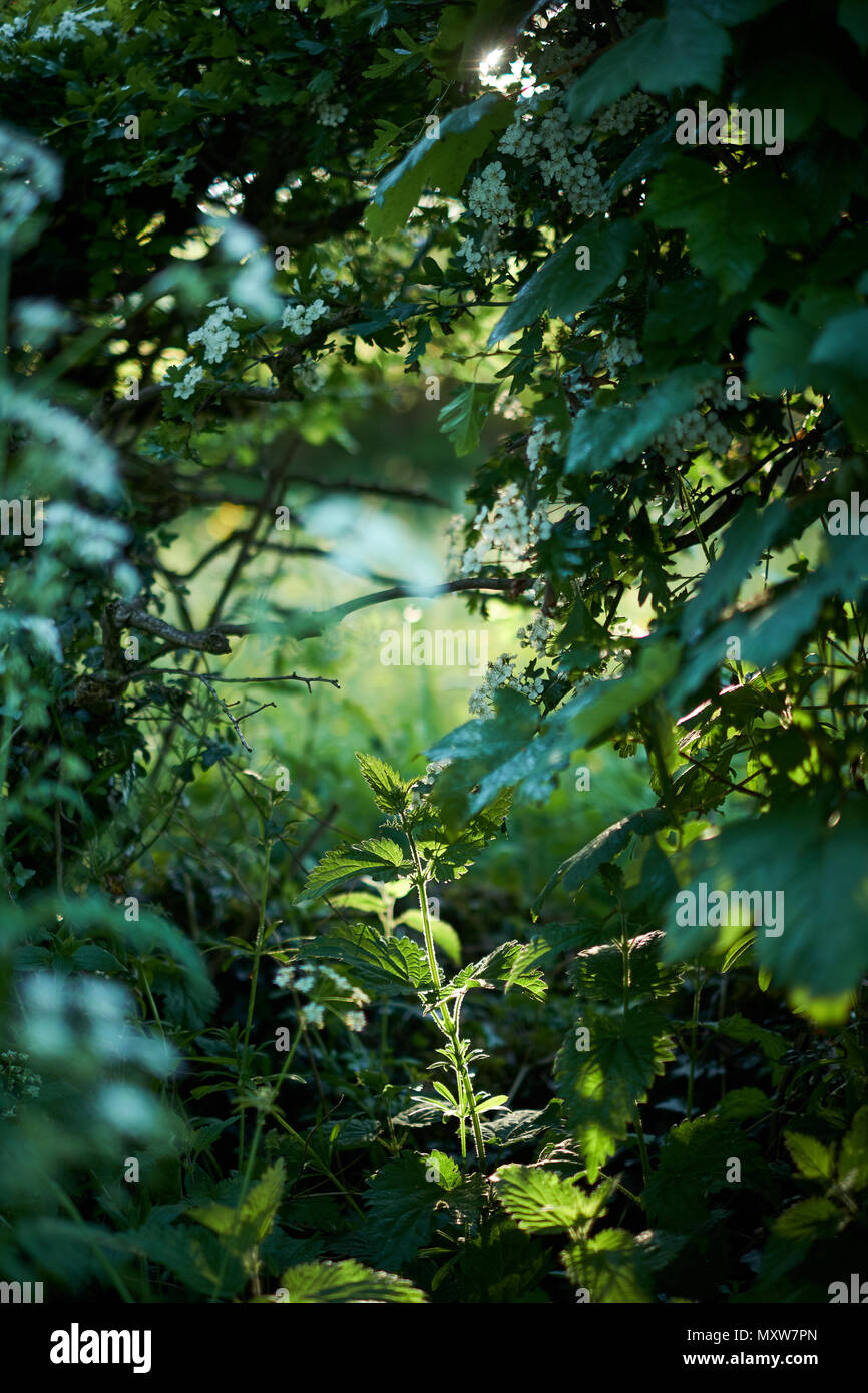 View through an English hedgerow marking the boarder of a field and ...