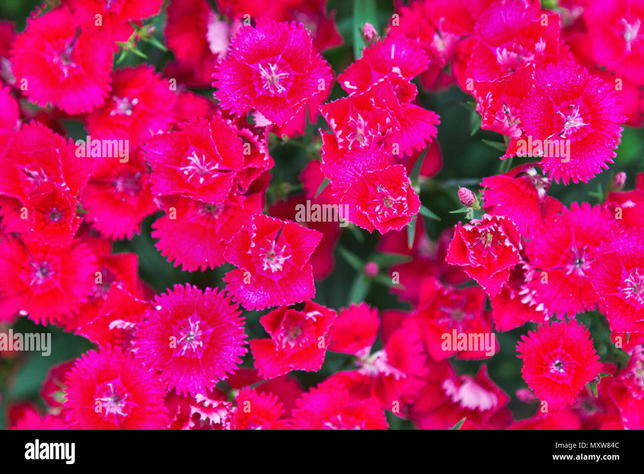 Blood carnation hi-res stock photography and images - Alamy