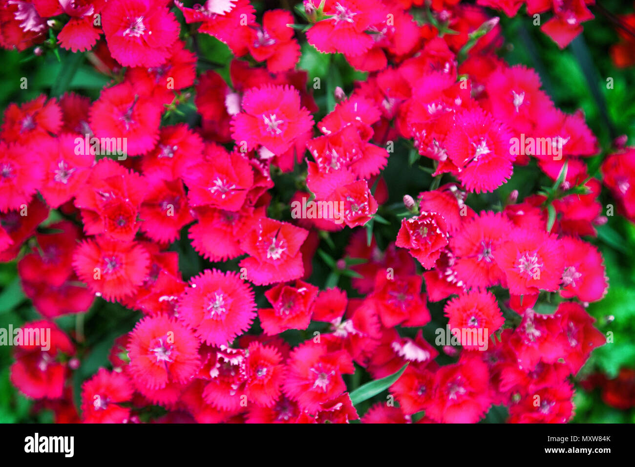 Blood carnation hi-res stock photography and images - Alamy
