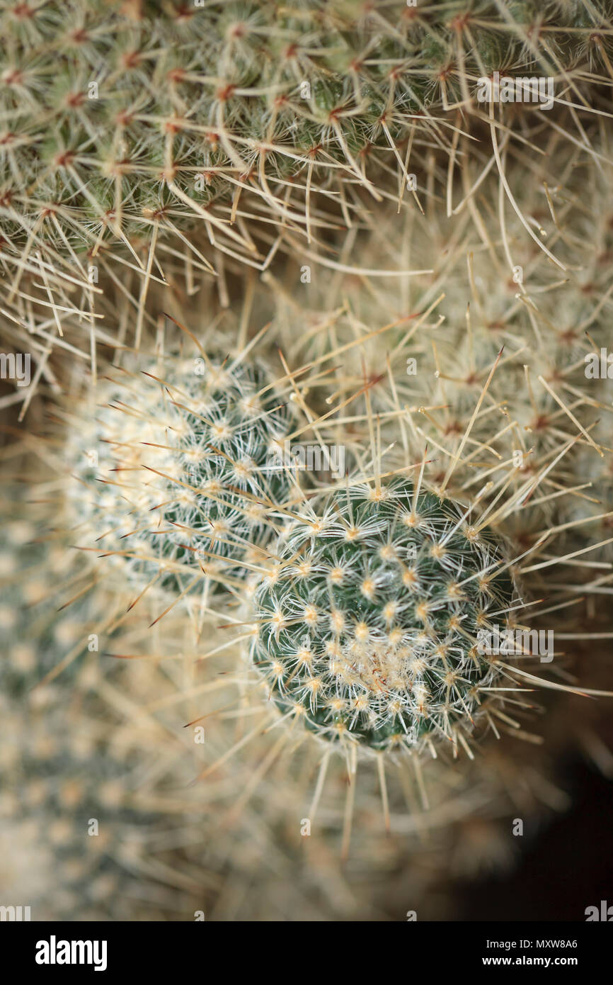 Globular Shape High Resolution Stock Photography and Images - Alamy