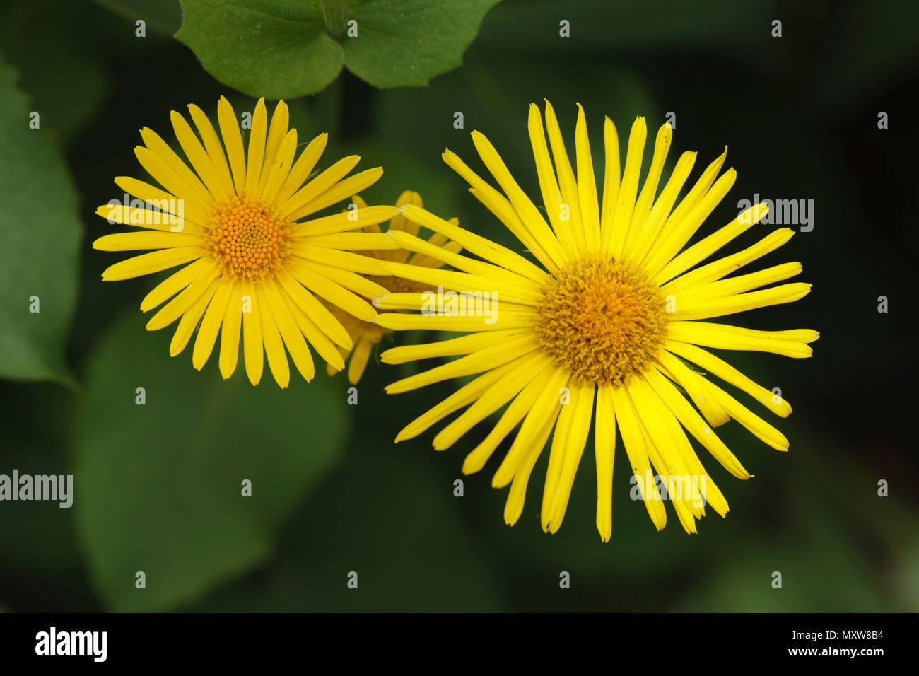 Two yellow leopards bane flowers at Manito Park in Spokane, Washington ...