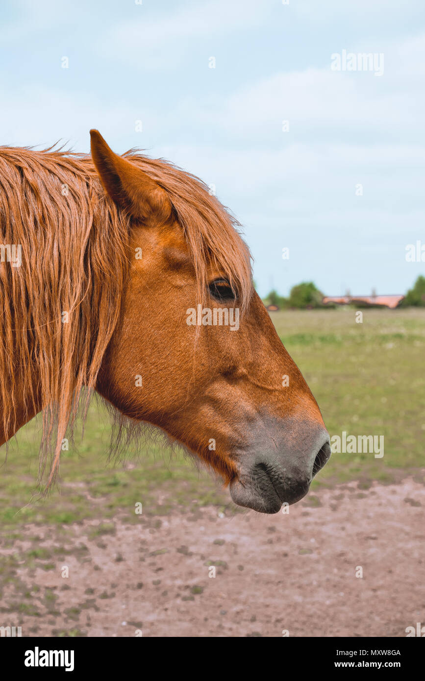 Rare breed Suffolk Punch. Horses in Suffolk, England Stock Photo - Alamy