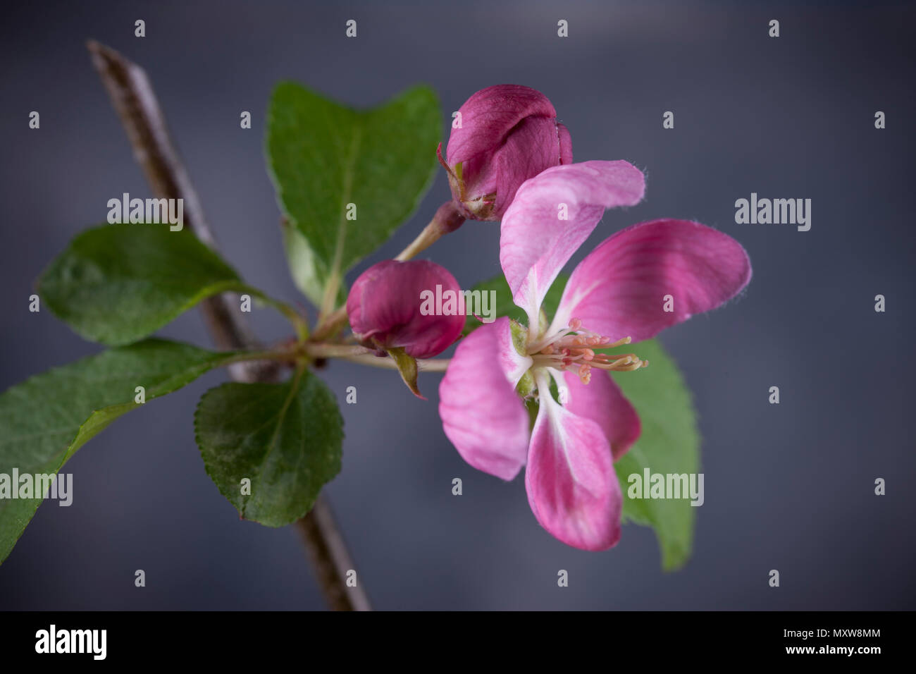 Crabapple flower isolated hi-res stock photography and images - Alamy