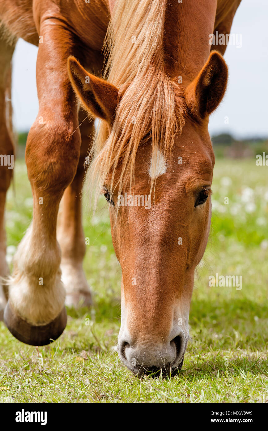 Suffolk Punch Plough High Resolution Stock Photography and Images - Alamy