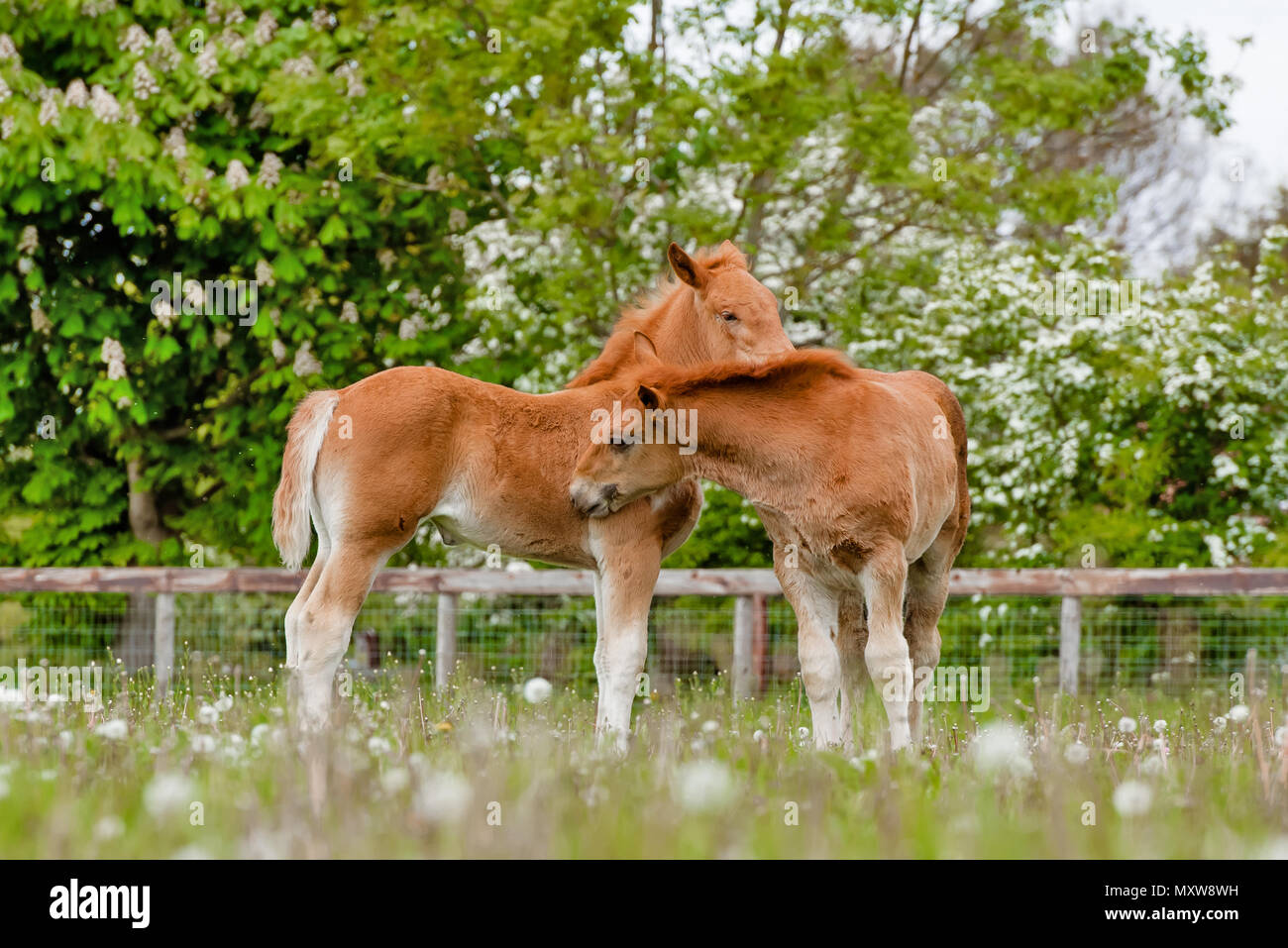 Suffolk punch hi-res stock photography and images - Alamy