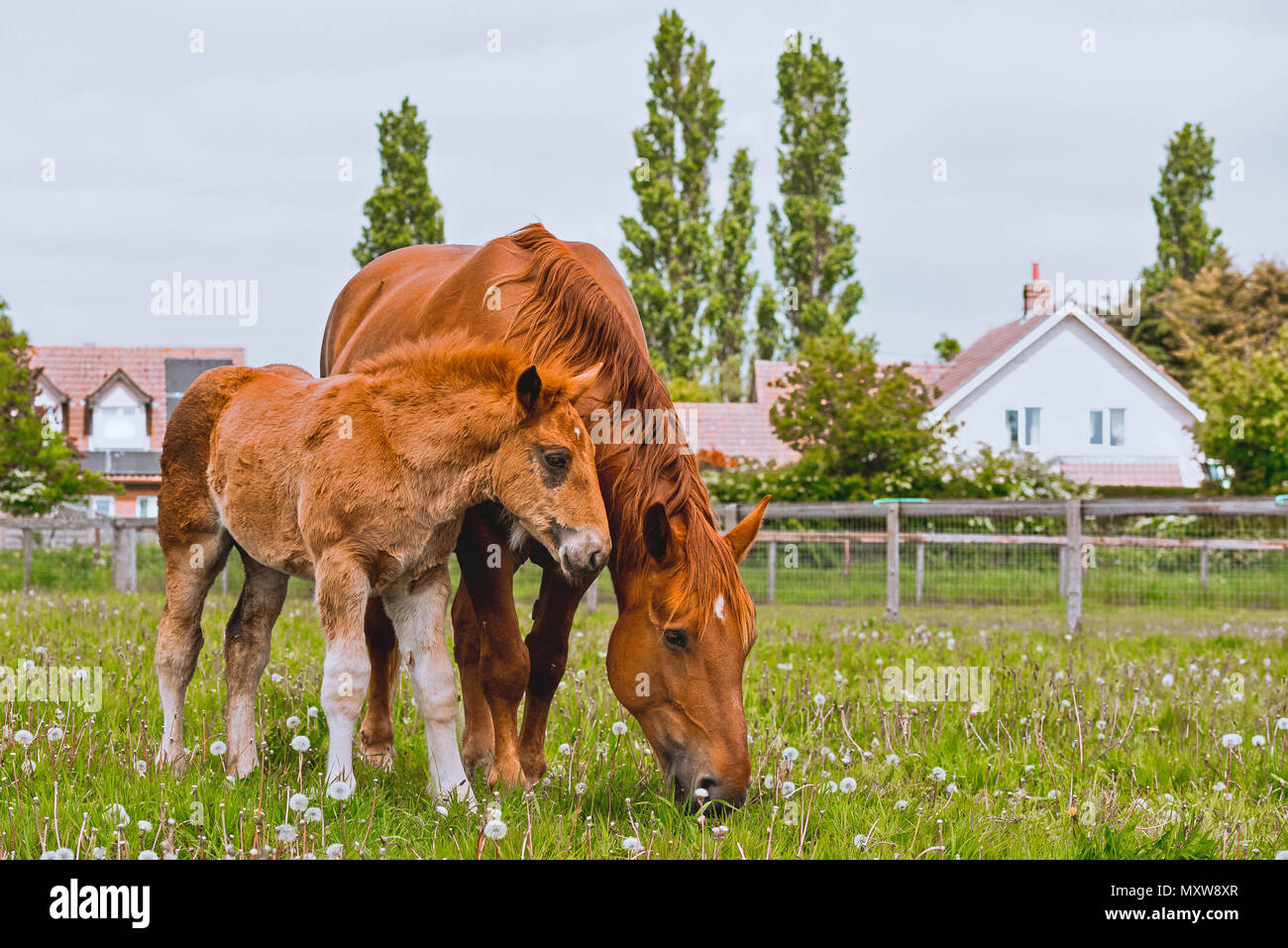 Suffolk punch horse hi-res stock photography and images - Alamy