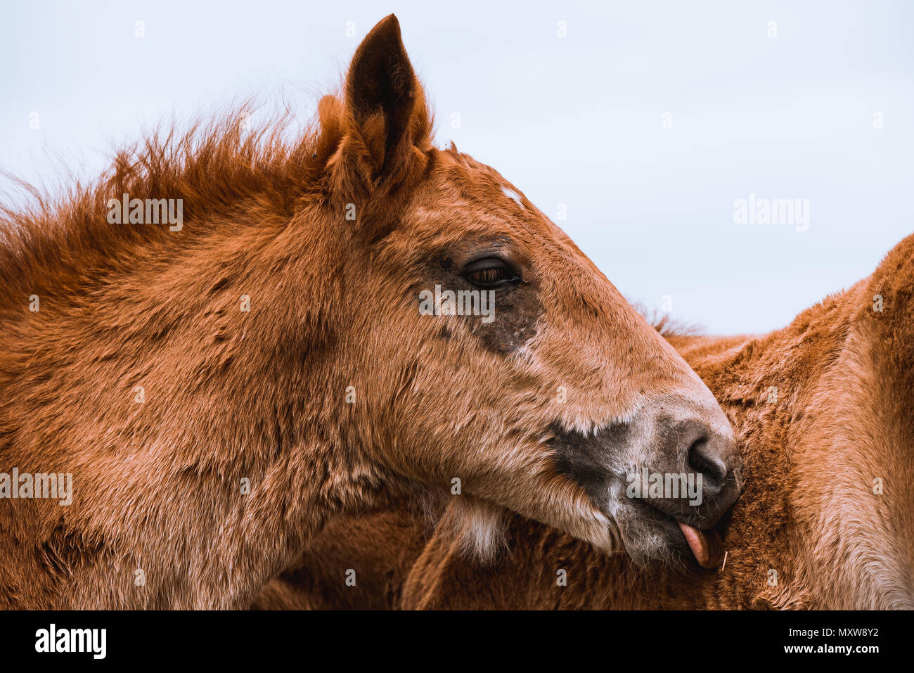 Suffolk punch horse hi-res stock photography and images - Alamy