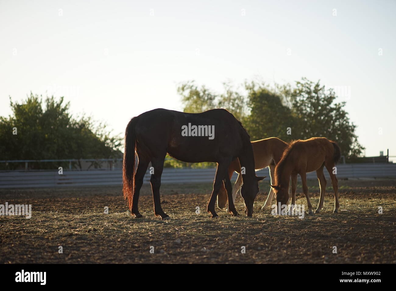 Hoss family hi-res stock photography and images - Alamy