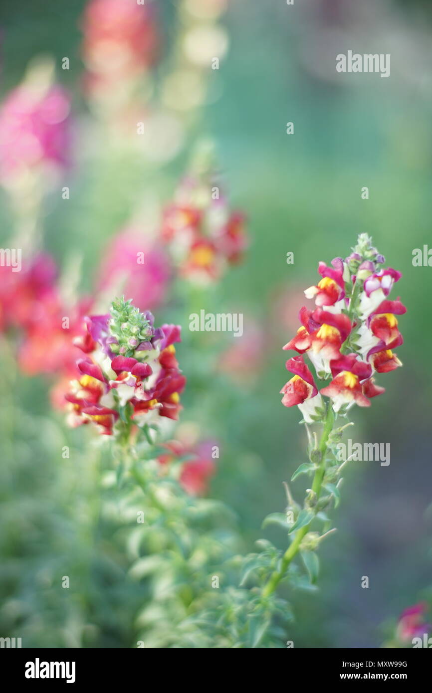 Snapdragon red flowers Stock Photo - Alamy