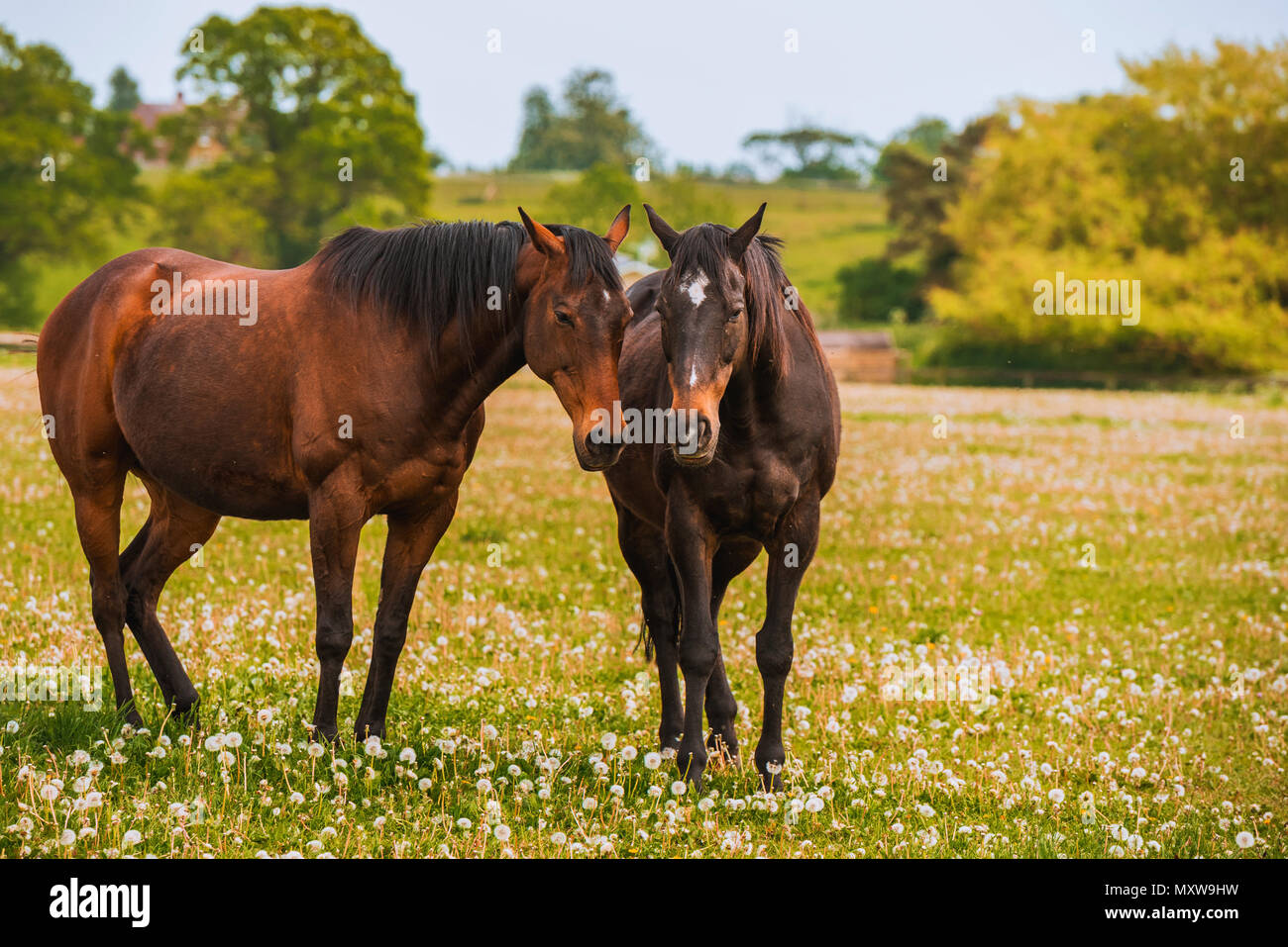 Horses in Suffolk, England Stock Photo - Alamy