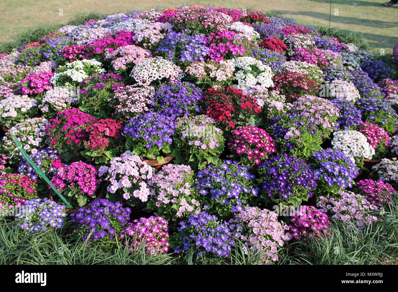 Multi Color Flower Formation Stock Photo - Alamy
