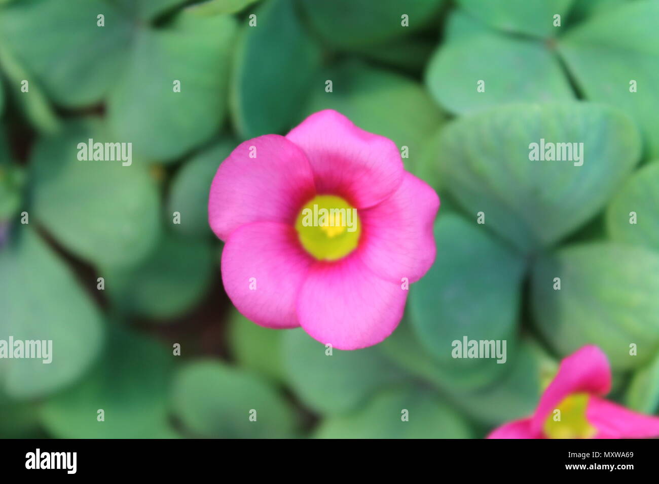Pink Round Flower Stock Photo - Alamy
