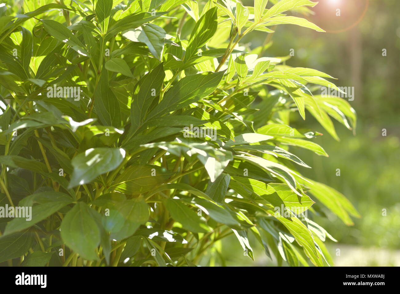 Green bush on grass background in daylight with a glare Stock Photo - Alamy