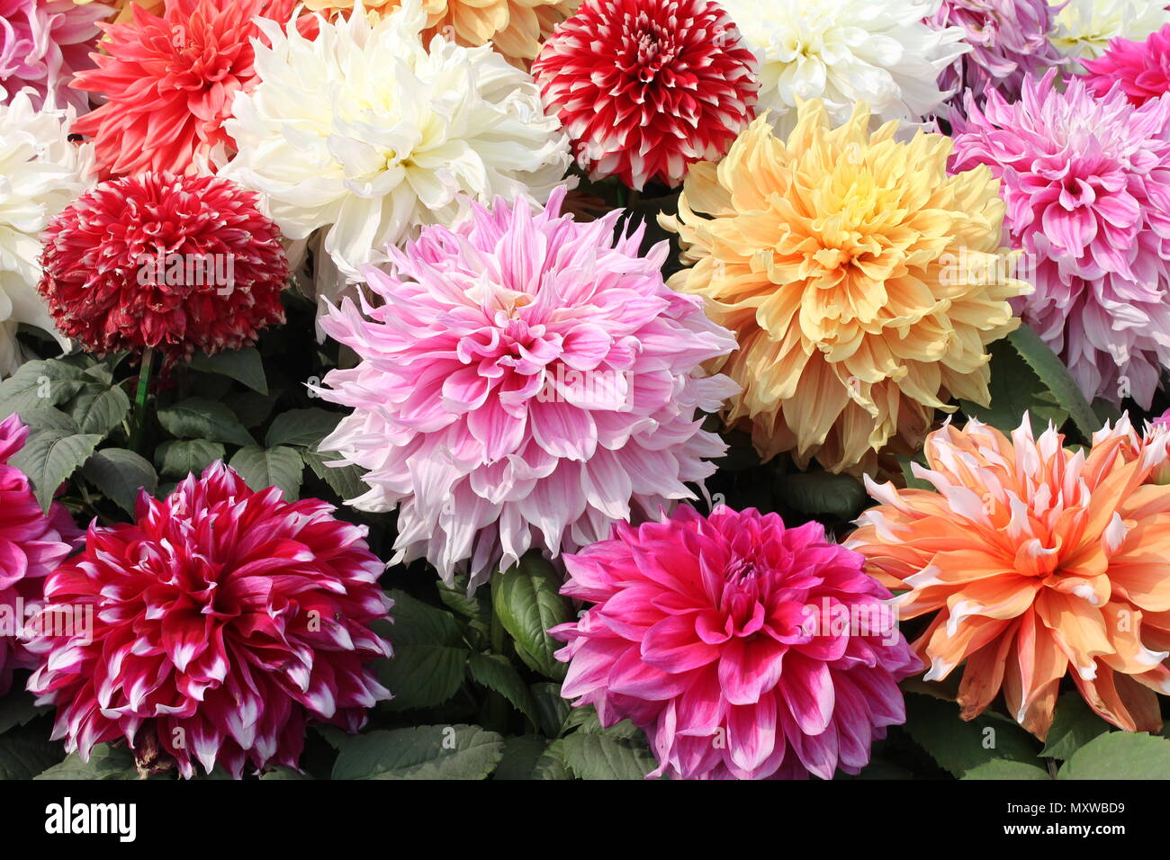 Bunch of flowers Stock Photo - Alamy