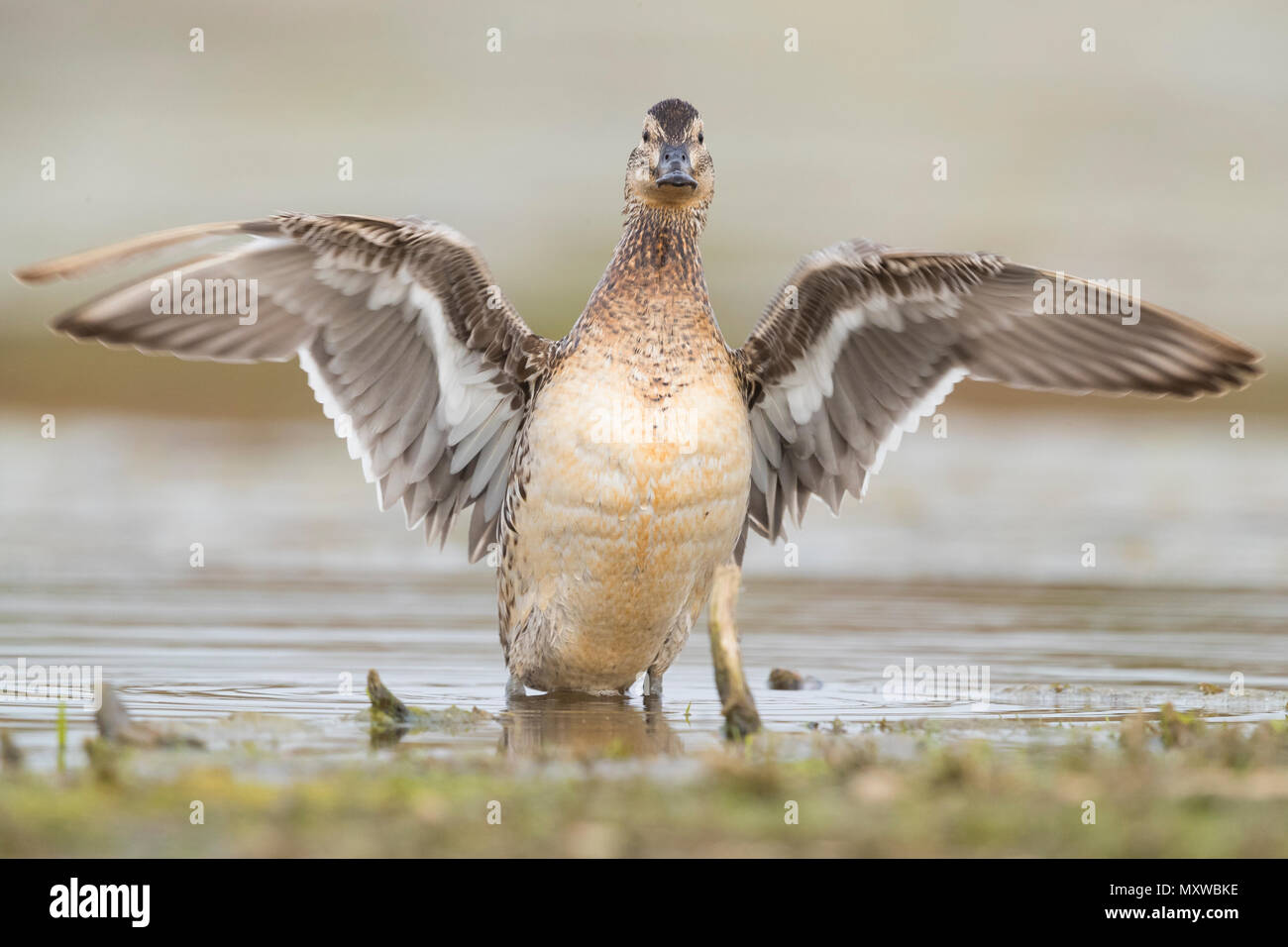 Garganey (Anas querquedula), adult female spreading its wings Stock ...