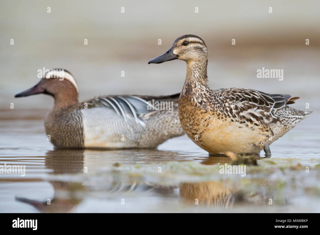 Garganey female duck hi-res stock photography and images - Alamy