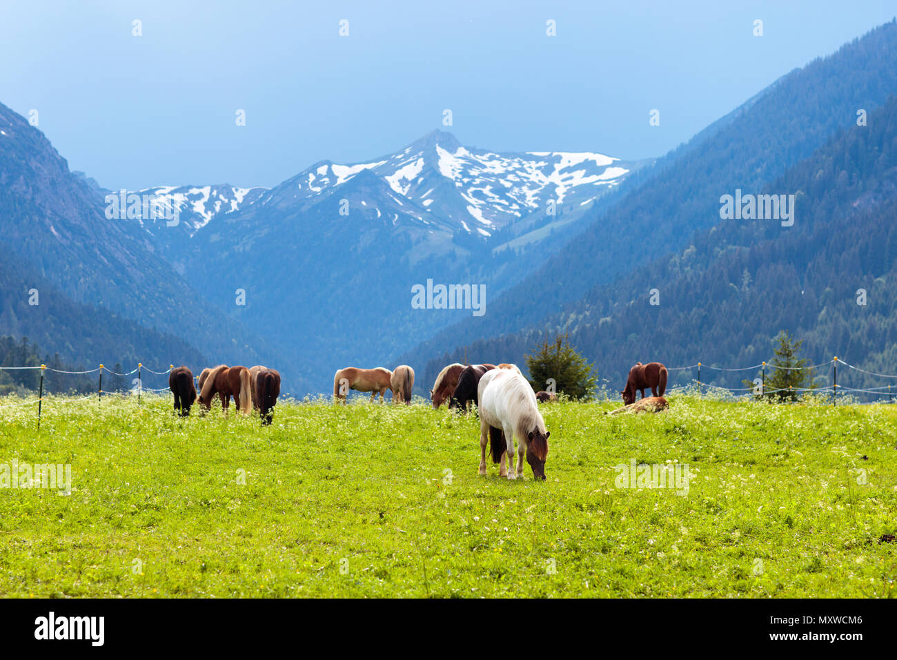 Horses on alpine flower field in the Alps mountains, Austria. Horse ...