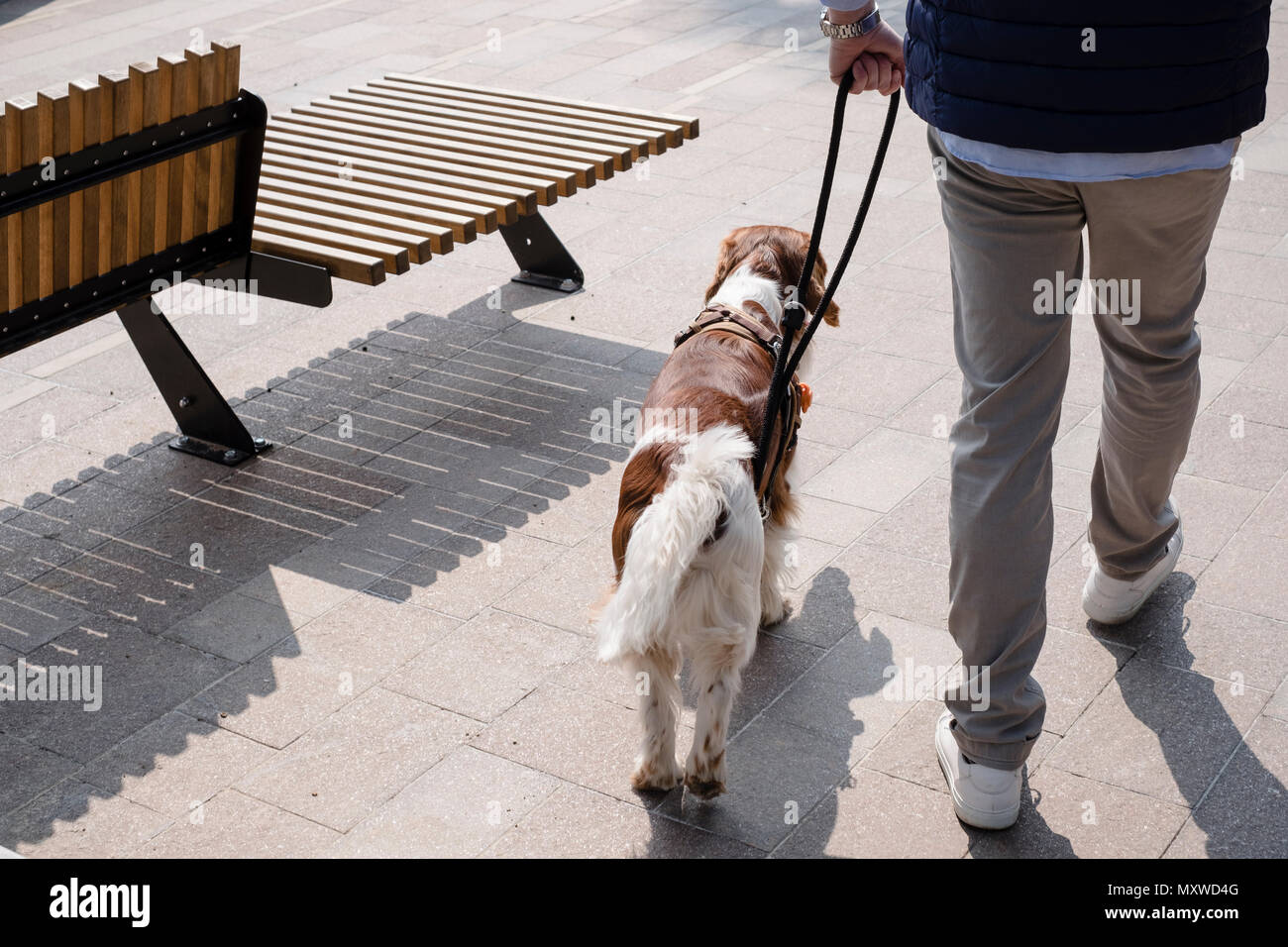 Springer spaniel and owner hi-res stock photography and images - Alamy