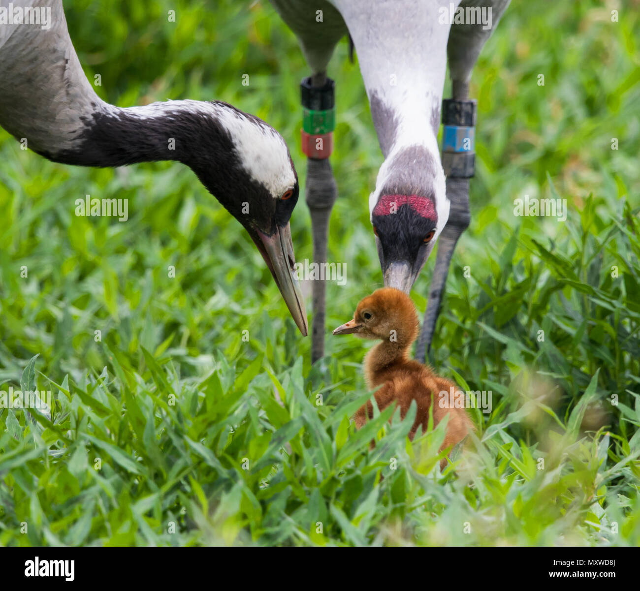 Common Crane with chick from the Great Crane Project Stock Photo - Alamy