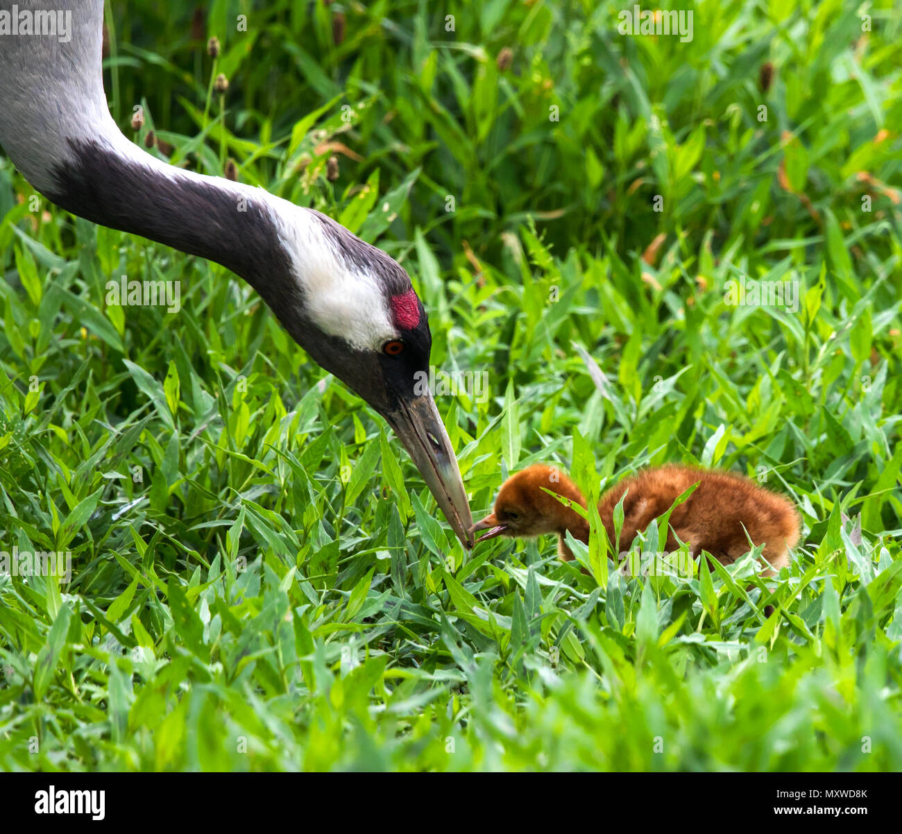 Common Crane with chick from the Great Crane Project Stock Photo - Alamy