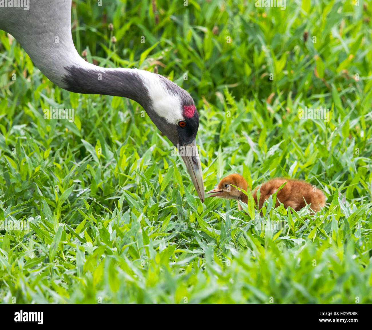 Common Crane with chick from the Great Crane Project Stock Photo - Alamy