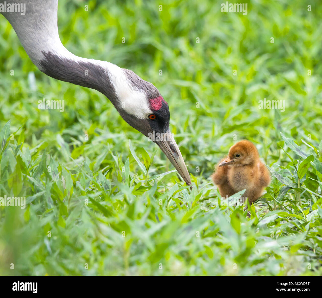 Common Crane with chick from the Great Crane Project Stock Photo - Alamy