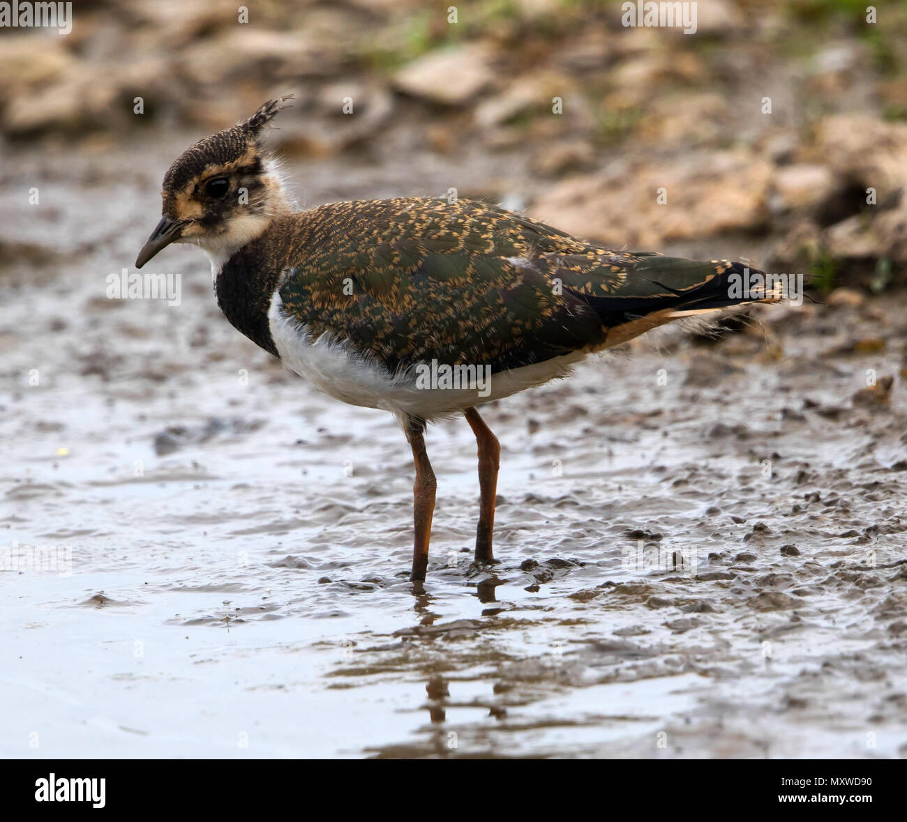 Juvenile lapwing hi-res stock photography and images - Alamy