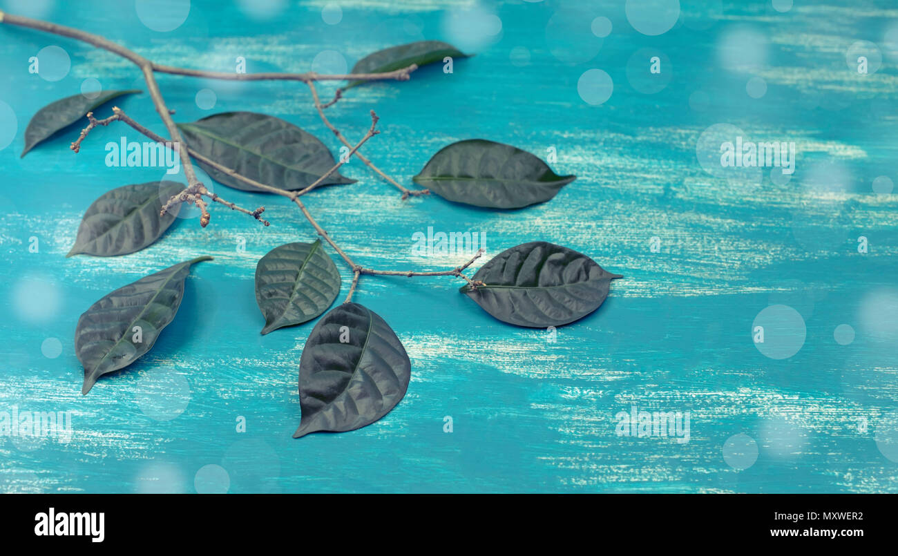 Banner with branch hi-res stock photography and images - Alamy