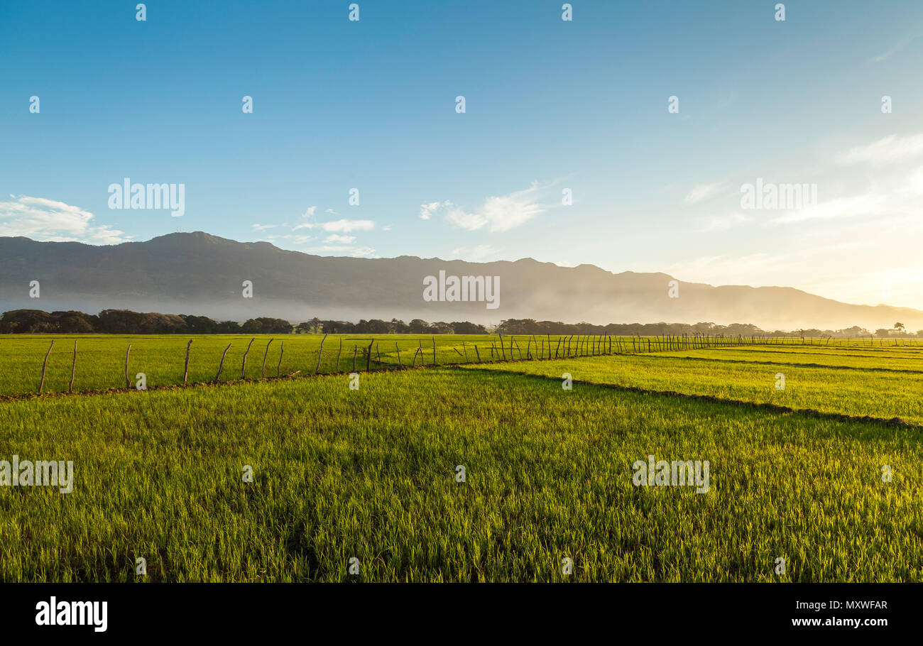 Mountain of rice grain hi-res stock photography and images - Alamy