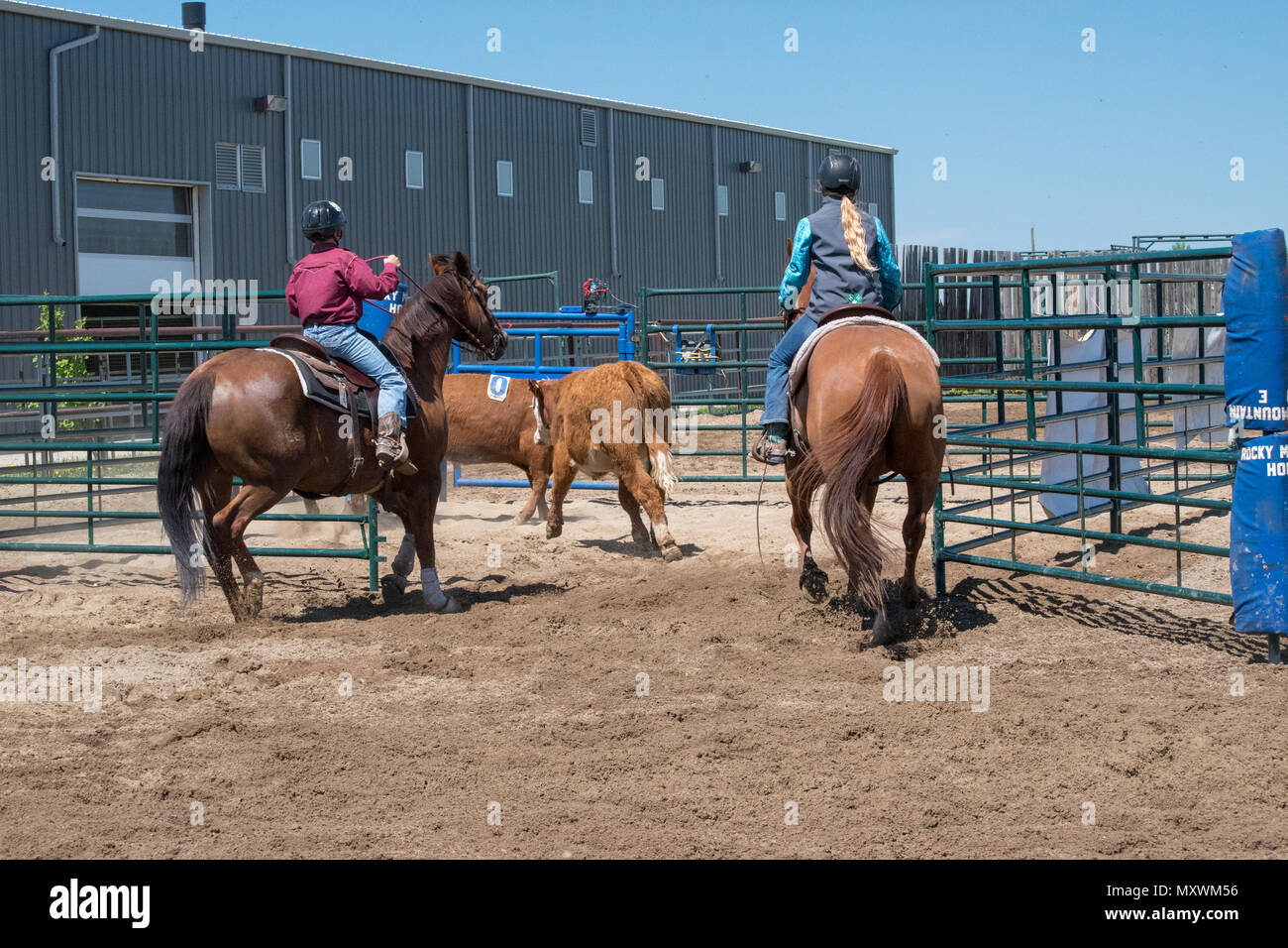 Team Penning