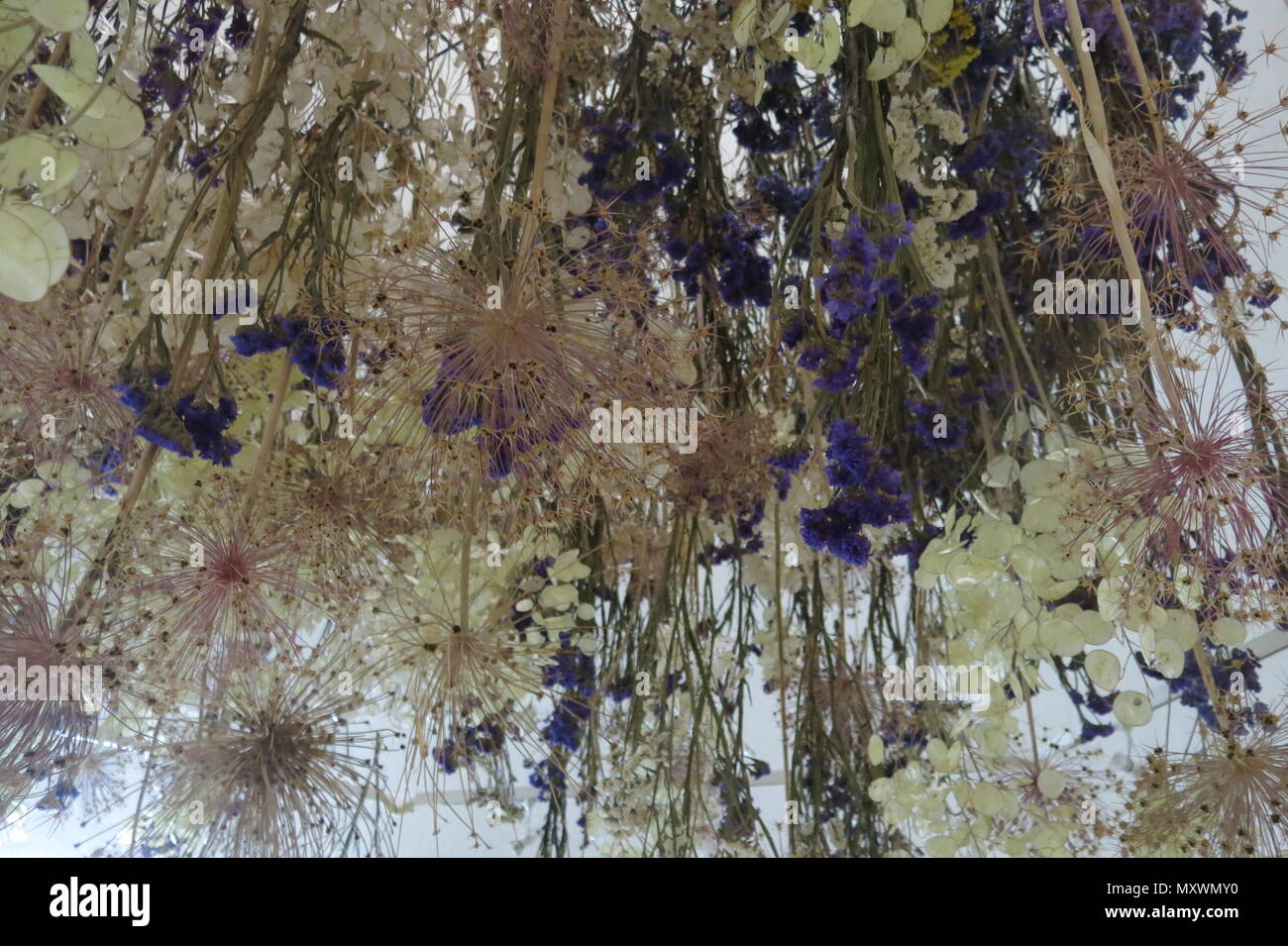 Dried flowers hanging from ceiling hi-res stock photography and images - Alamy