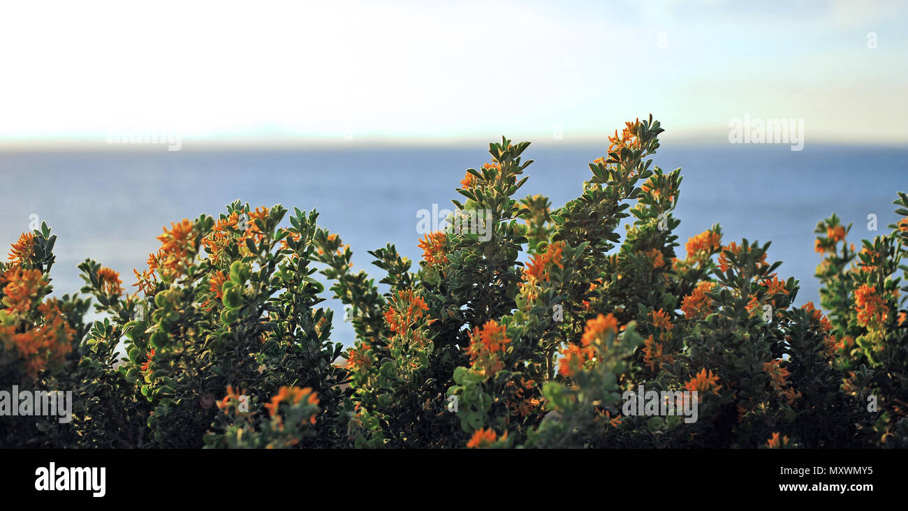 Panorama of spring flowers with deep sea on sunset Stock Photo - Alamy