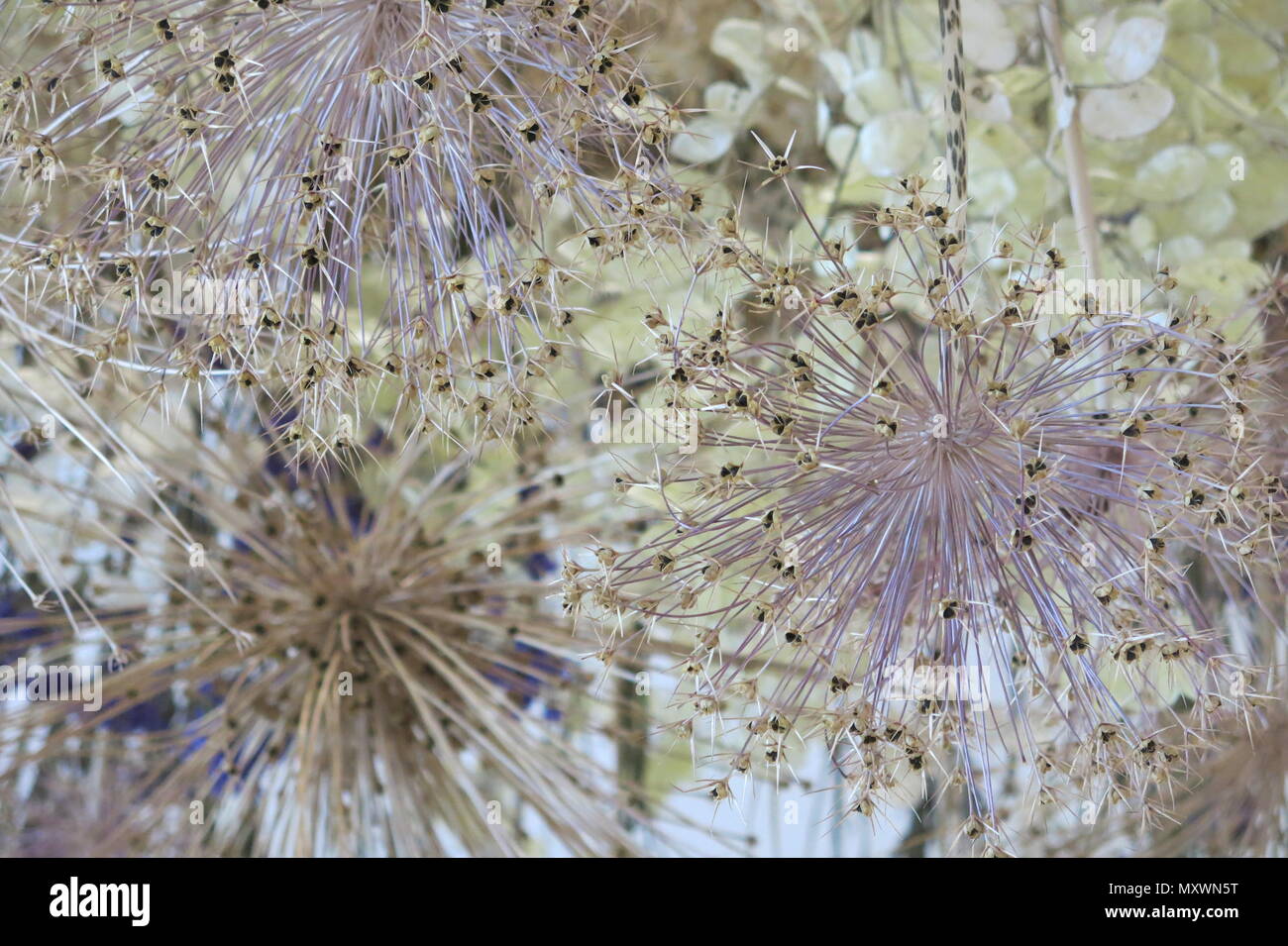 Dried flowers and seedheads in a spectacular display hanging from the ...