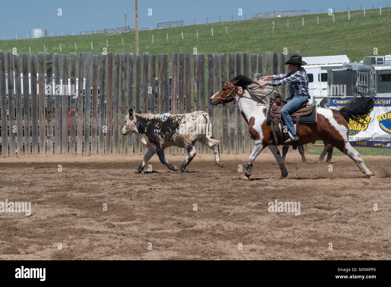 Cowgirl in team penning competition. Central Alberta Team Penning ...