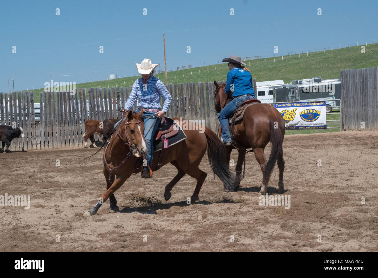 Cowgirl turning her horse prior to a team penning competition. Central ...