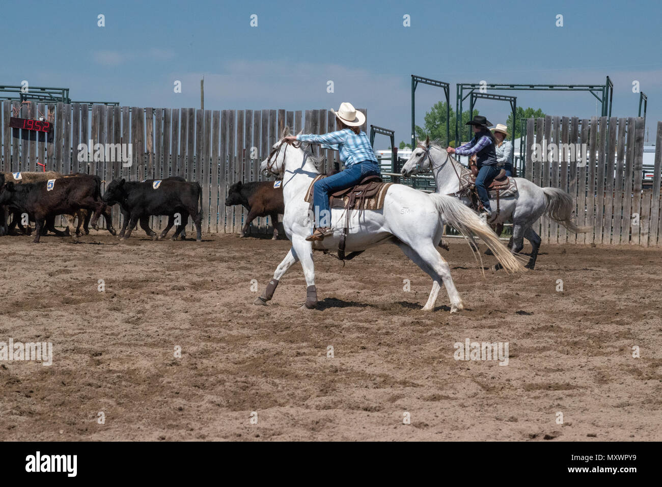 Cowgirl in team penning competition. Central Alberta Team Penning ...