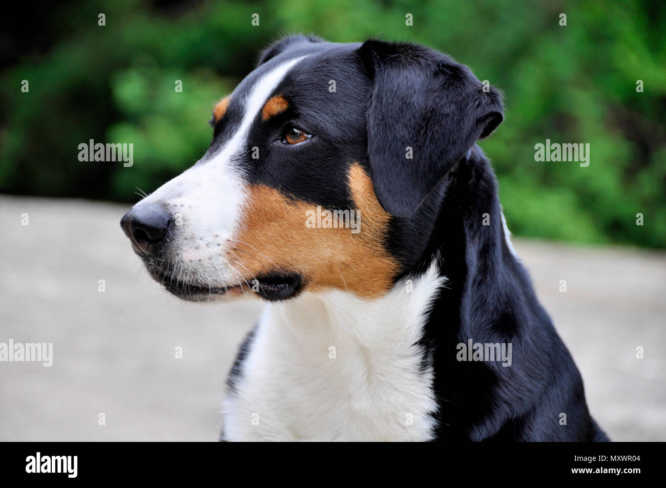 Appenzeller sennenhund dog appenzell hi-res stock photography and ...