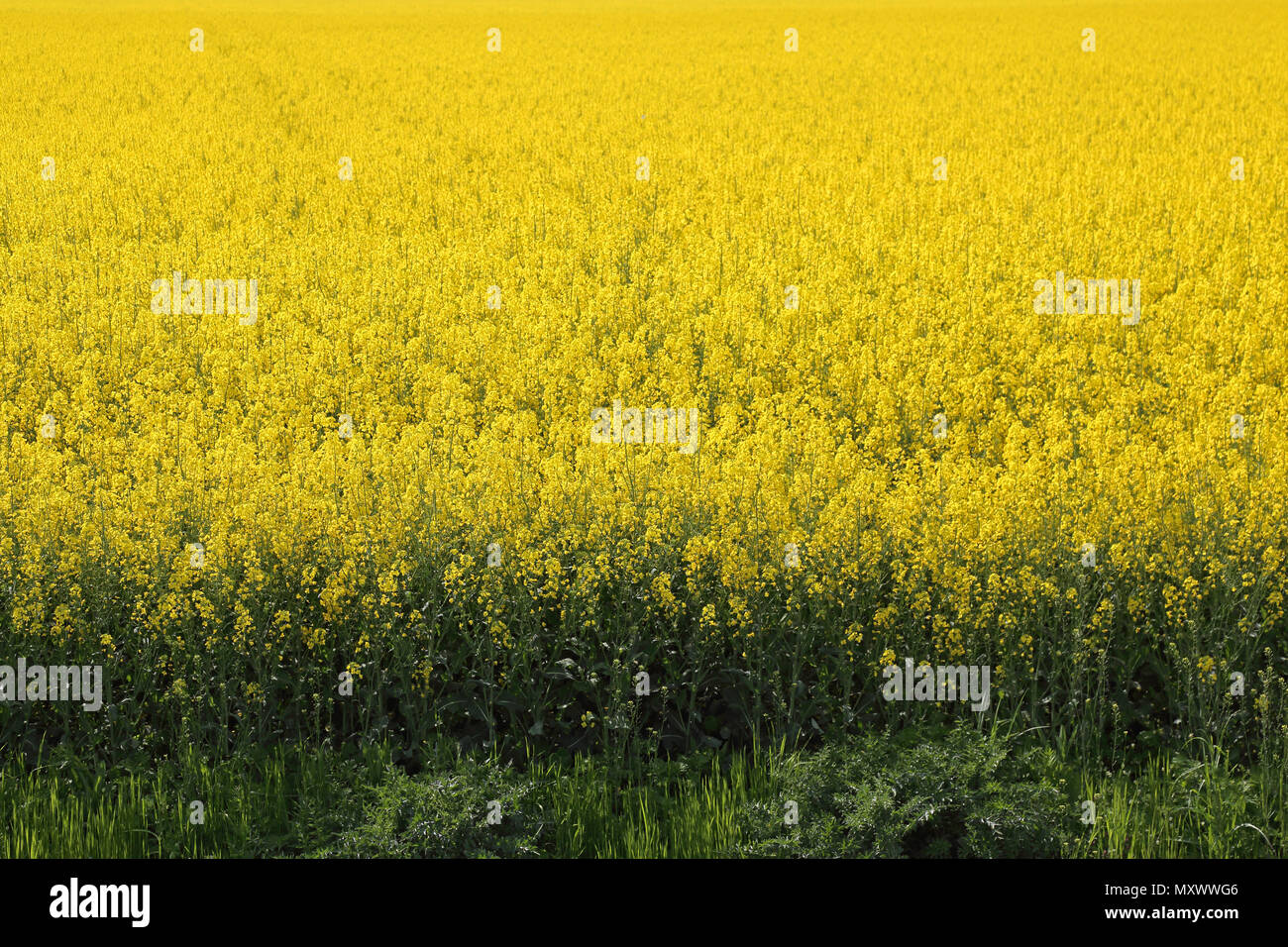 Fields of Yellow Canola Flowering Stock Photo - Alamy