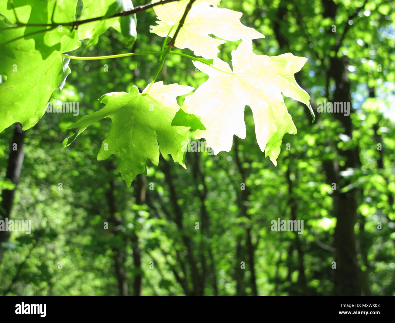 Maple Tree Leaves Close Up with Sun Highlights on Leaf Texture and ...