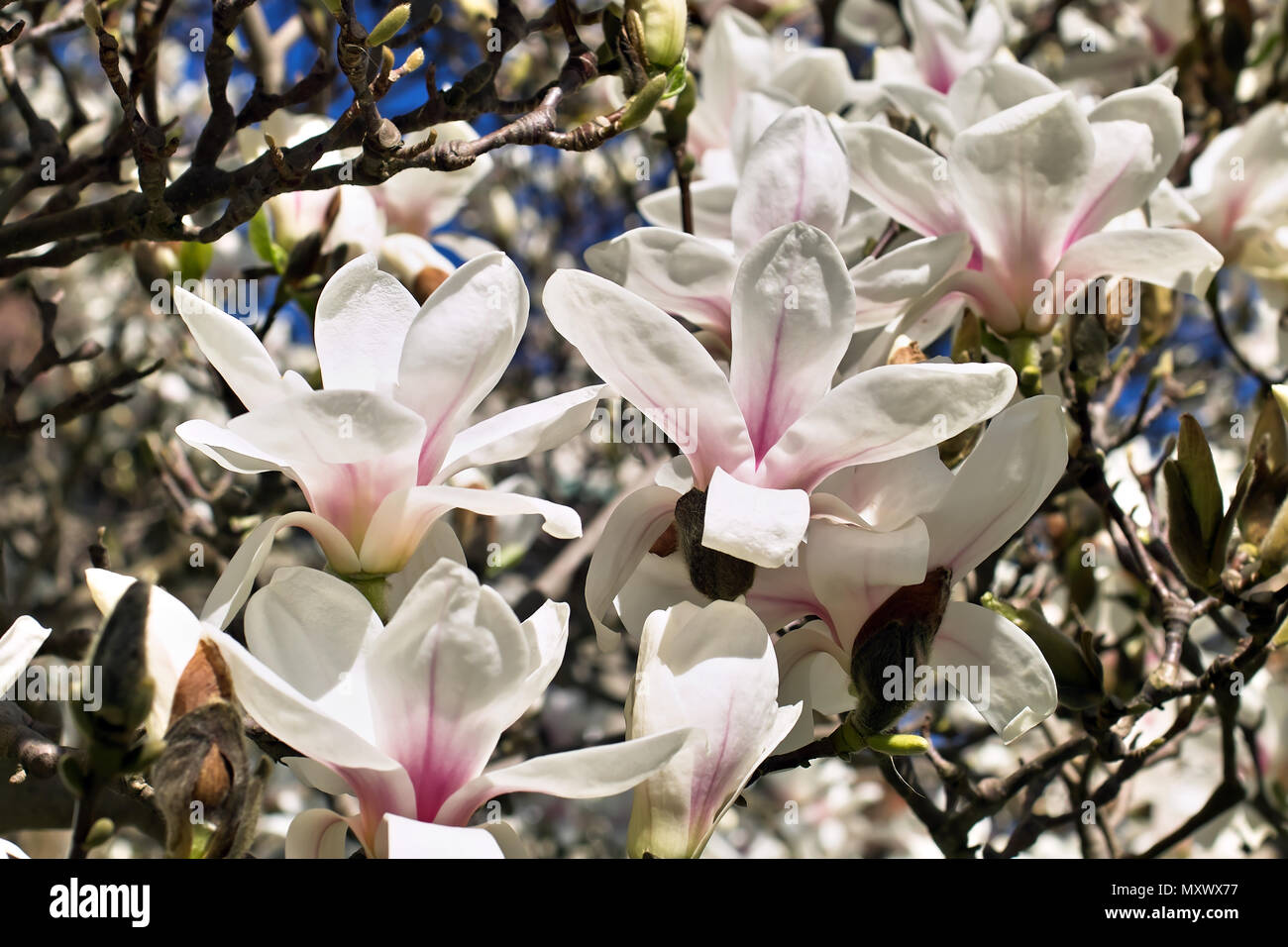 Magnolia (Magnolia), Magnoliaceae, buds and flowers in spring Stock ...