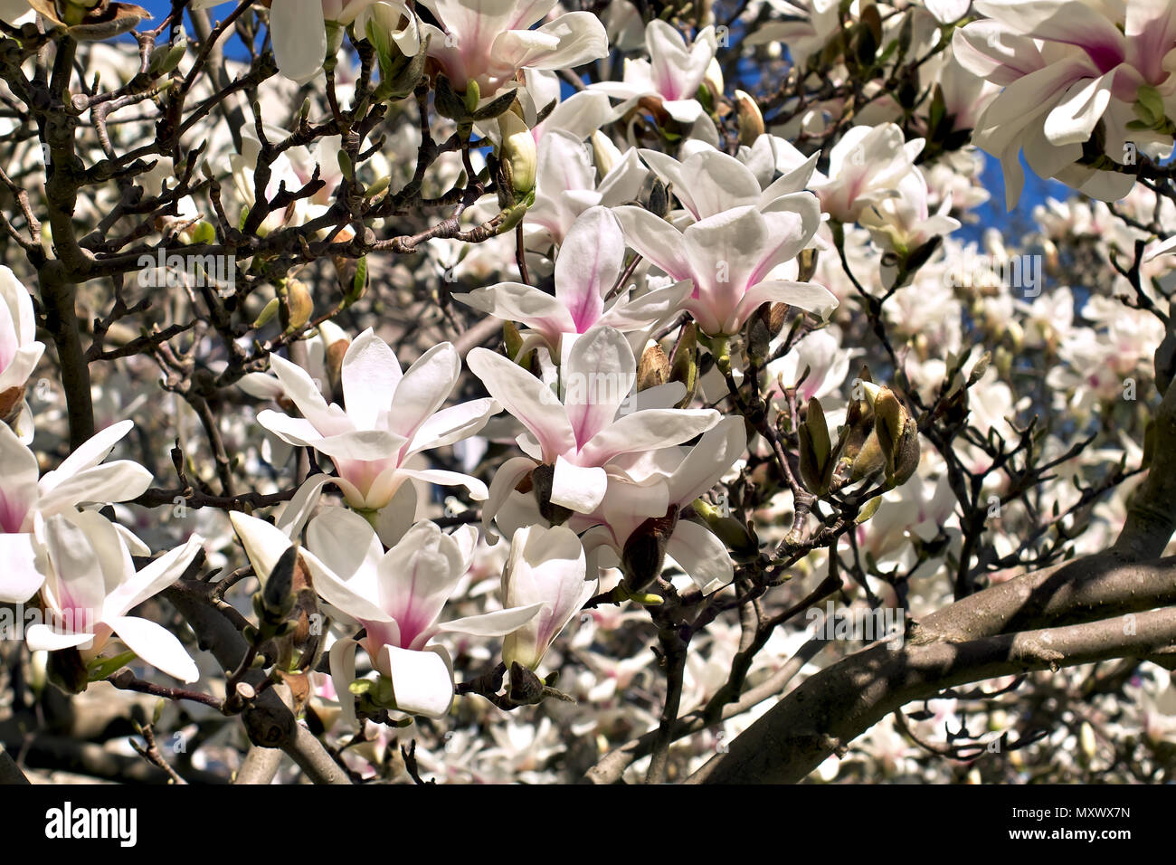 Spring tcm hi-res stock photography and images - Alamy