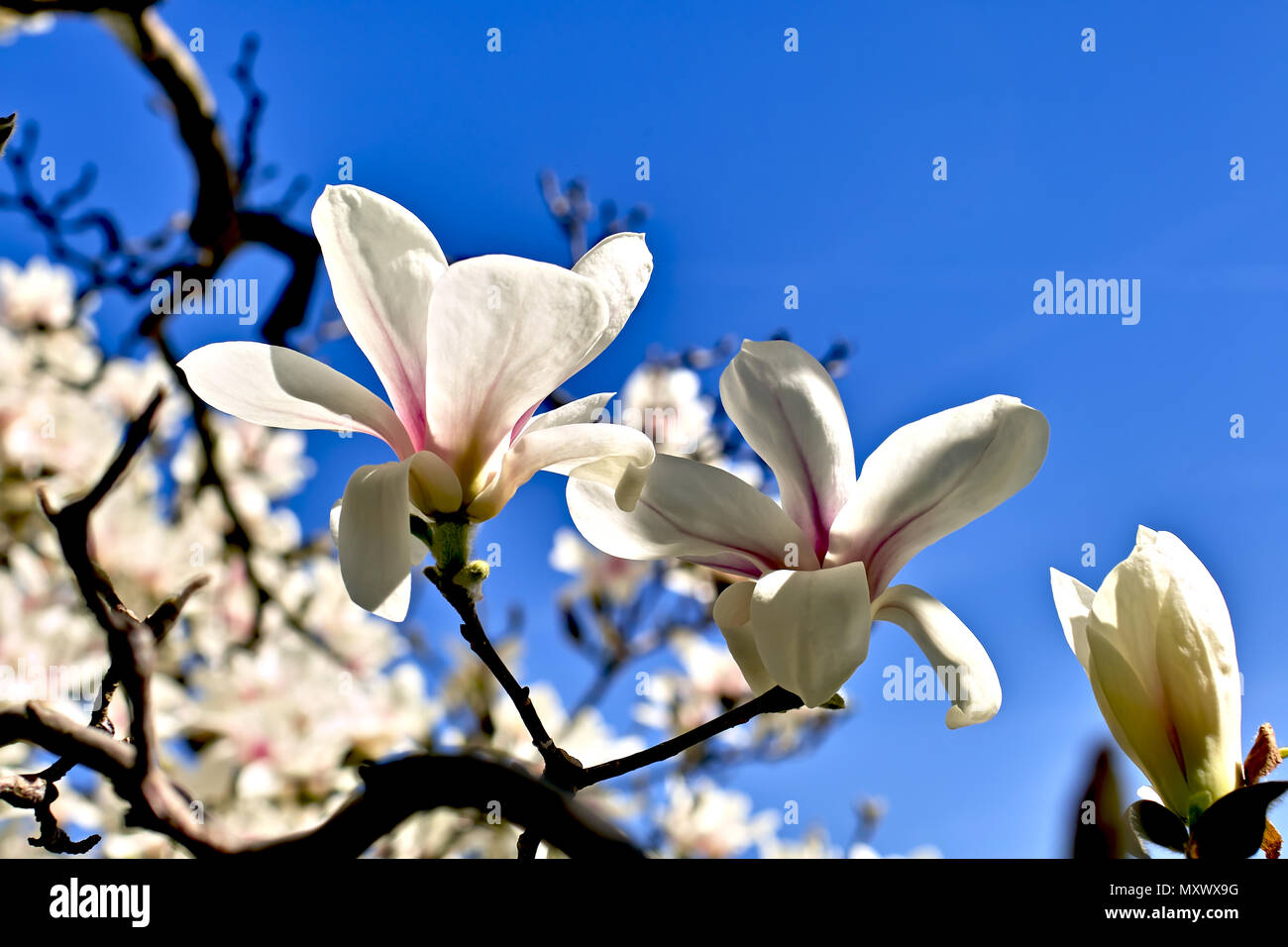 Medicinal plants magnoliaceae hi-res stock photography and images - Alamy