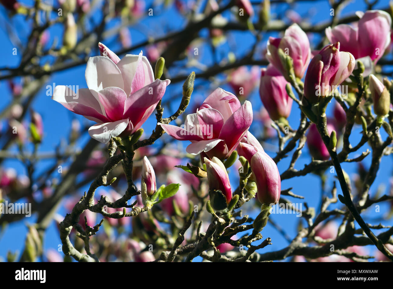Medicinal plants magnoliaceae hi-res stock photography and images - Alamy