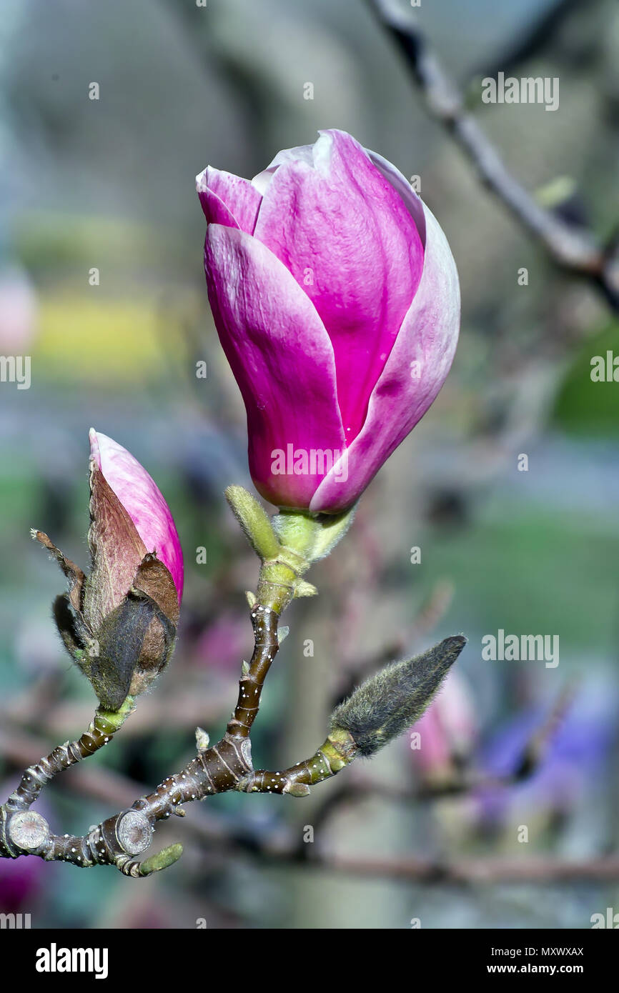 Medicinal plants magnoliaceae hi-res stock photography and images - Alamy