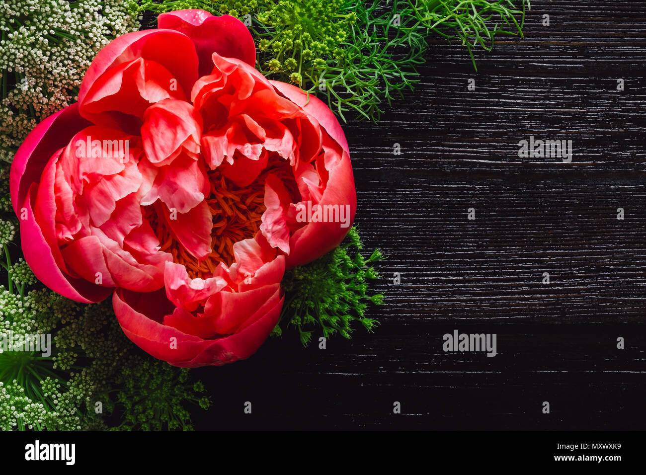 Magenta Peony Flower High Resolution Stock Photography and Images - Alamy
